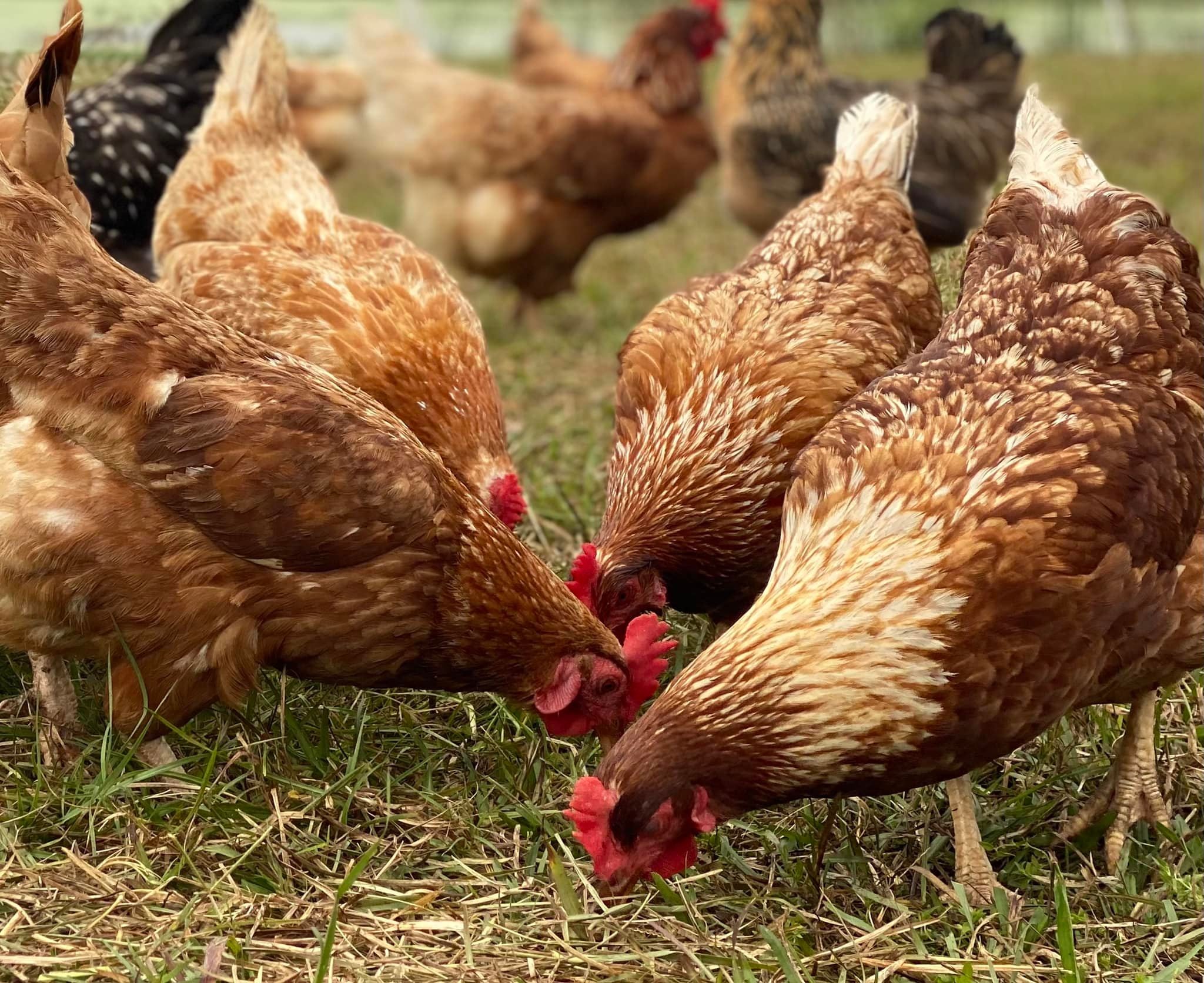 Red Star Pullet ( ~2 month old female) | A&A Acres